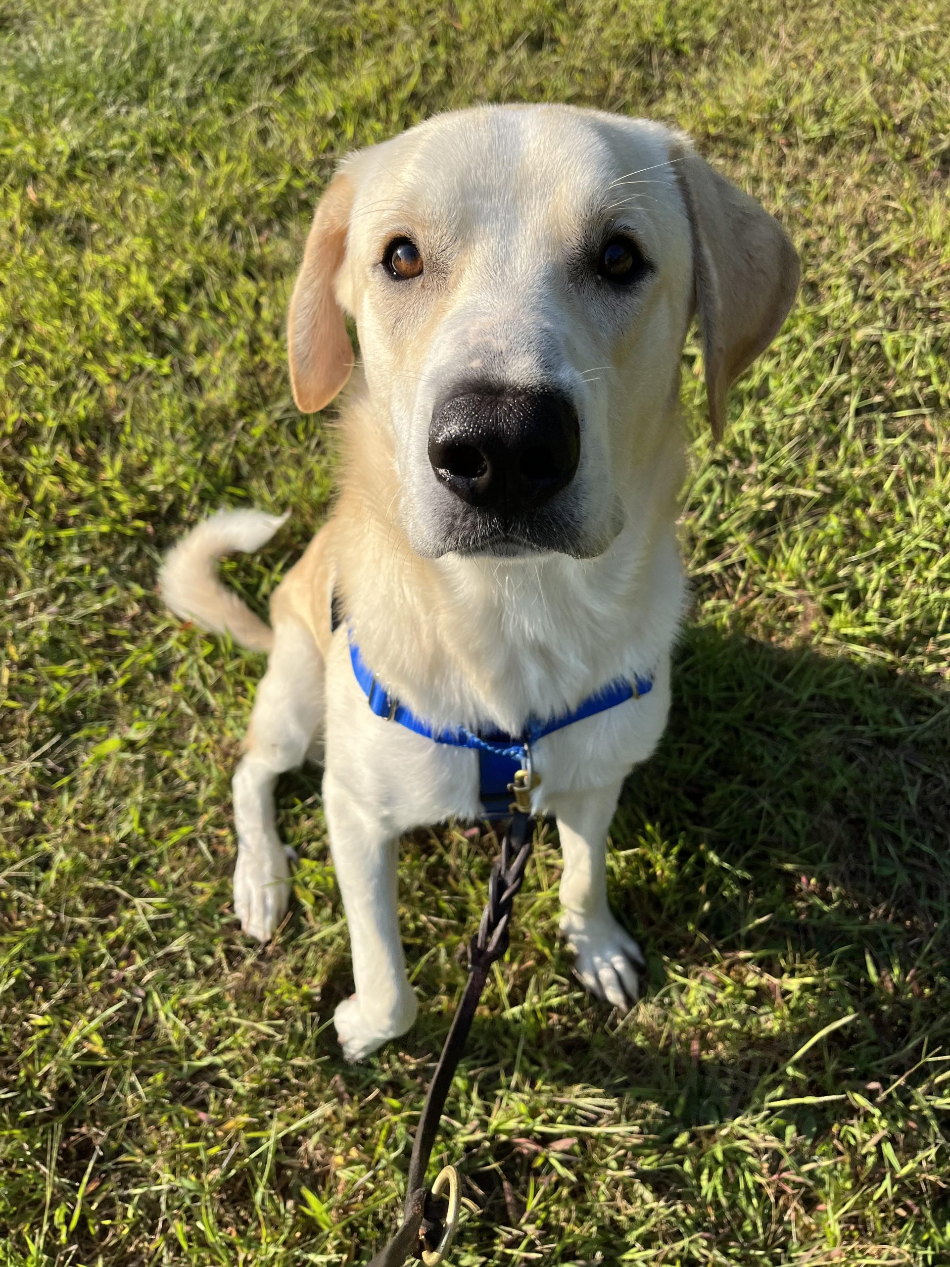 Application Process - Operation Delta Dogs | Contact Us to Learn More