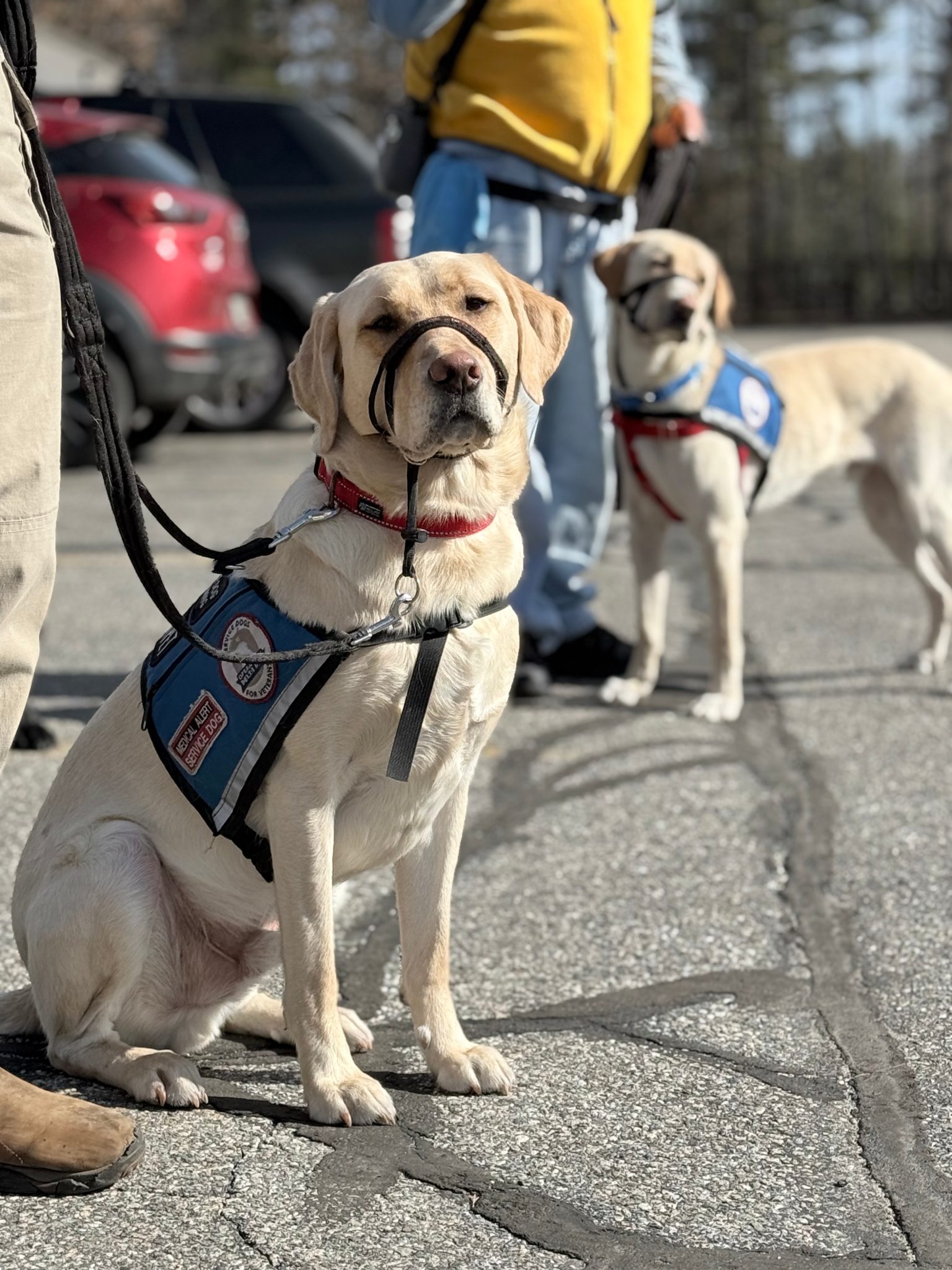 Homepage - Delta Dog