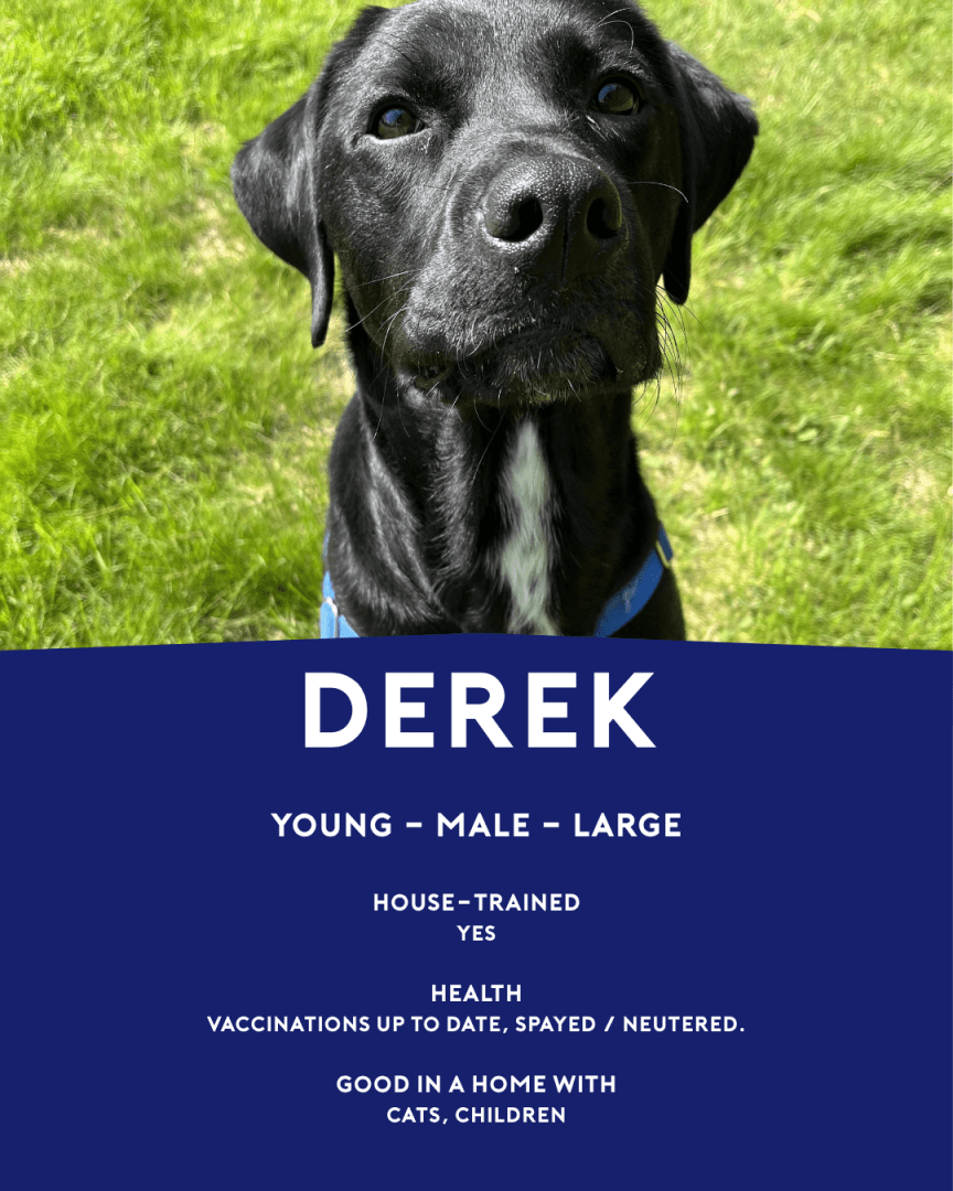 Homepage - Delta Dog