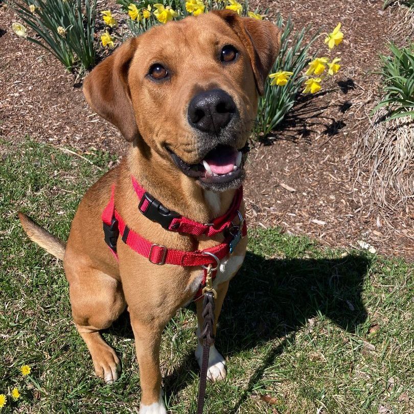Gianni - Delta Dog