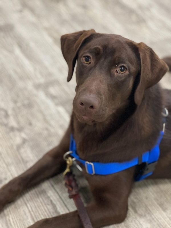 HARLEY - Delta Dog
