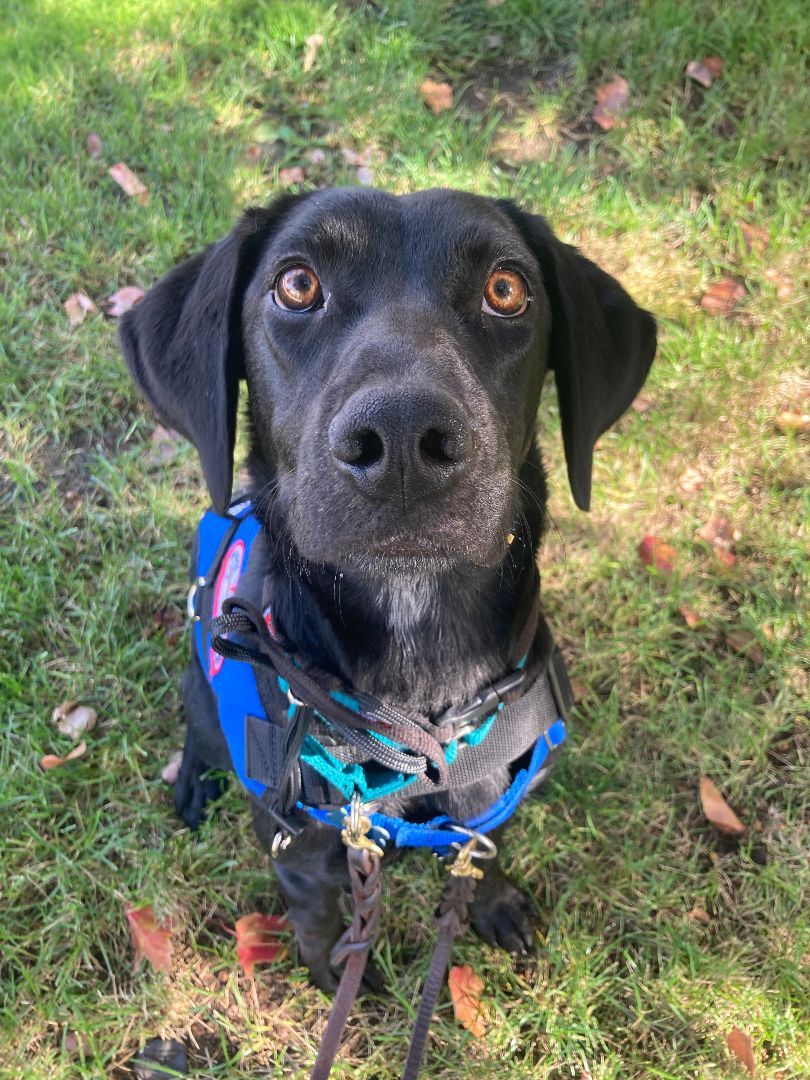 Application Process - Operation Delta Dogs | Contact Us to Learn More